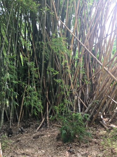 Bambusa polymorpha · iNaturalist