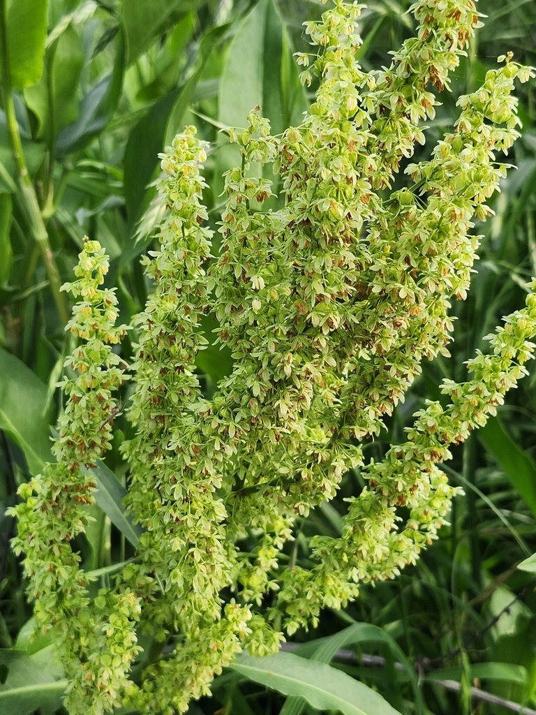 tall dock from Seagoville, TX 75159, USA on April 13, 2024 at 08:43 AM ...