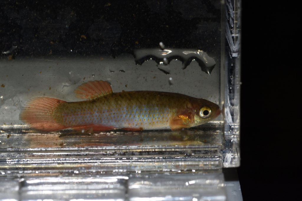 Banded Topminnow from Okaloosa County, FL, USA on March 30, 2024 at 12: ...