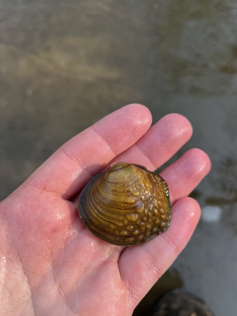 Pimpleback from Lewistown, MO, US on April 13, 2024 at 09:02 AM by ...