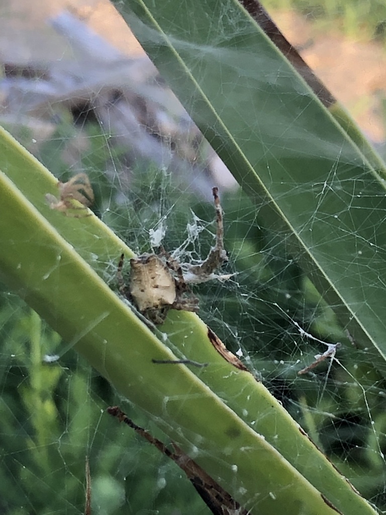 Tropical Tent-web Spider from Rhodes, Theologos, South Aegean, GR on ...