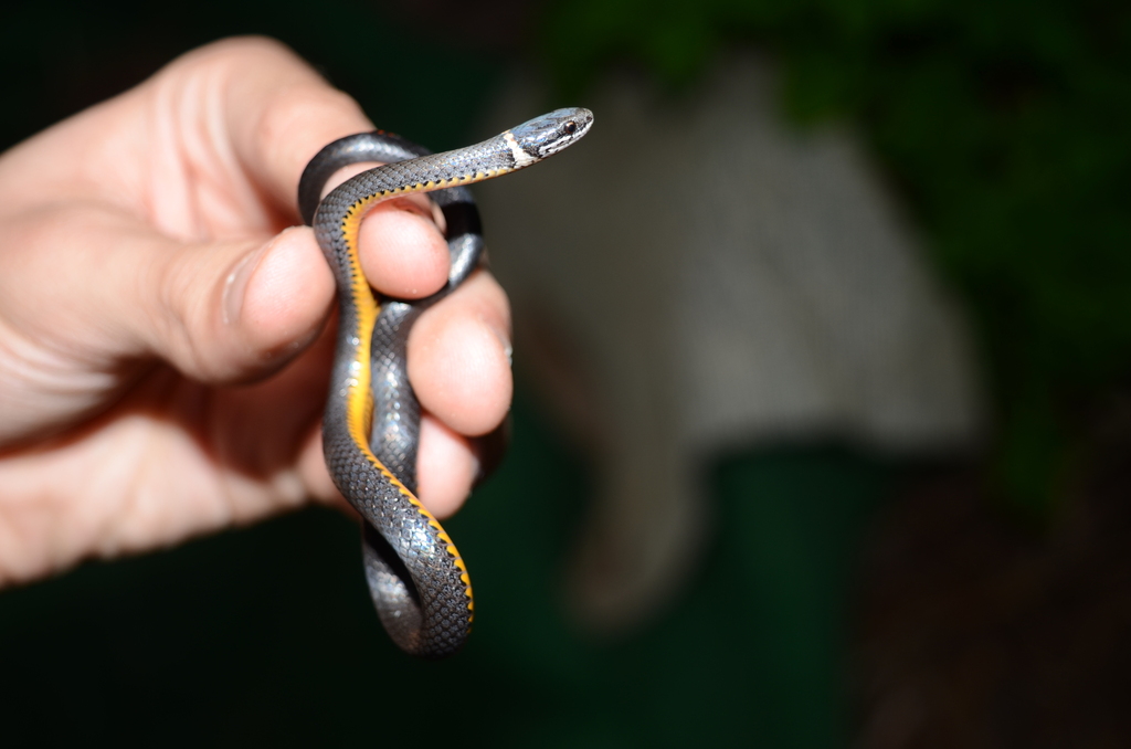ring-necked snake in April 2024 by Eoghan Irwin · iNaturalist