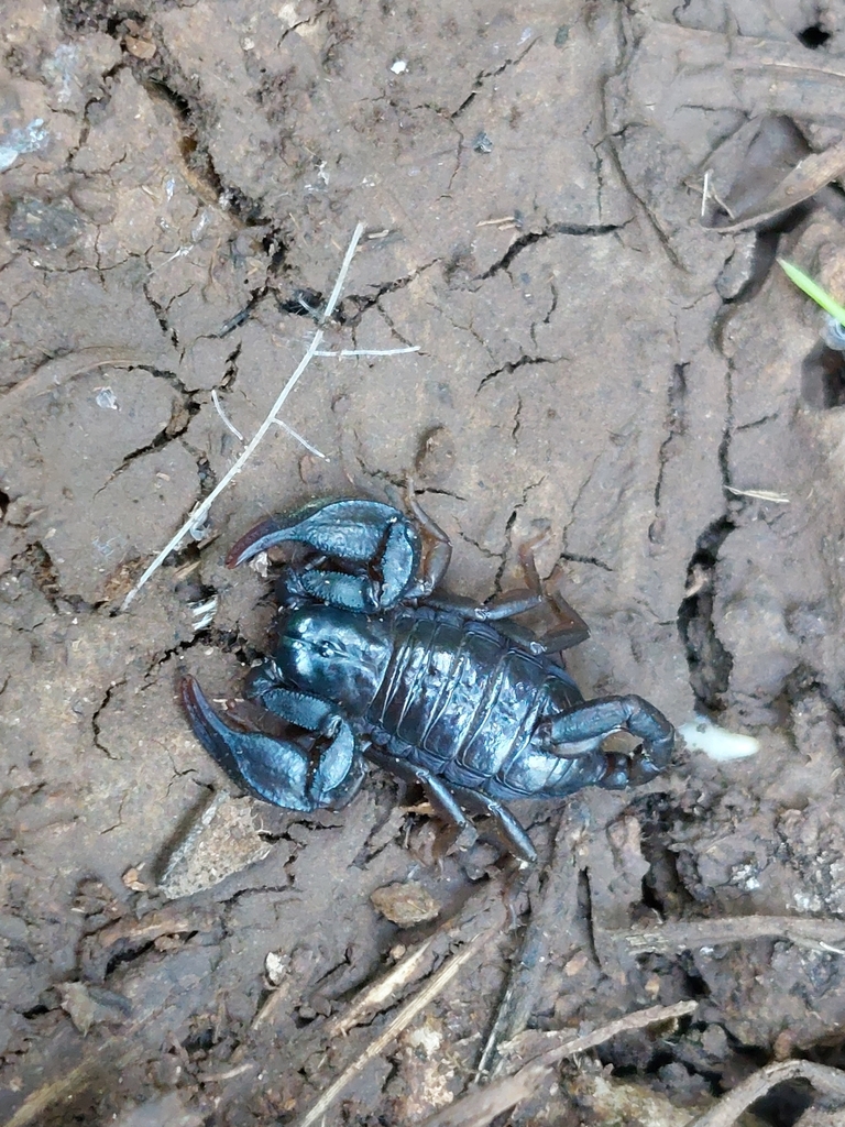 Small Wood-scorpions in April 2024 by Valerio Giannicola · iNaturalist