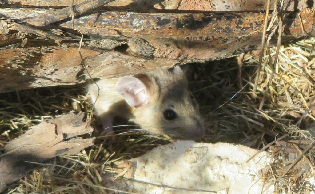 Desert Woodrat from Riverside County, CA, USA on April 12, 2024 at 09: ...