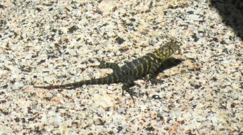 Granite Spiny Lizard from Riverside County, CA, USA on April 12, 2024 ...