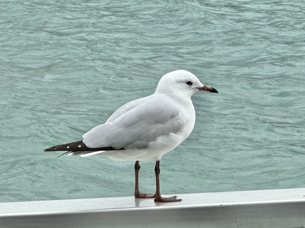 Silver Gull from Princes Wharf, Auckland, Auckland, NZ on April 11, 2024 at 09:58 AM by ...