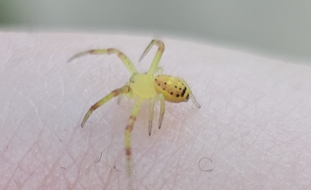 Tharrhalea multopunctata from Fernvale QLD 4306, Australia on April 12, 2024 at 01:06 PM by ...