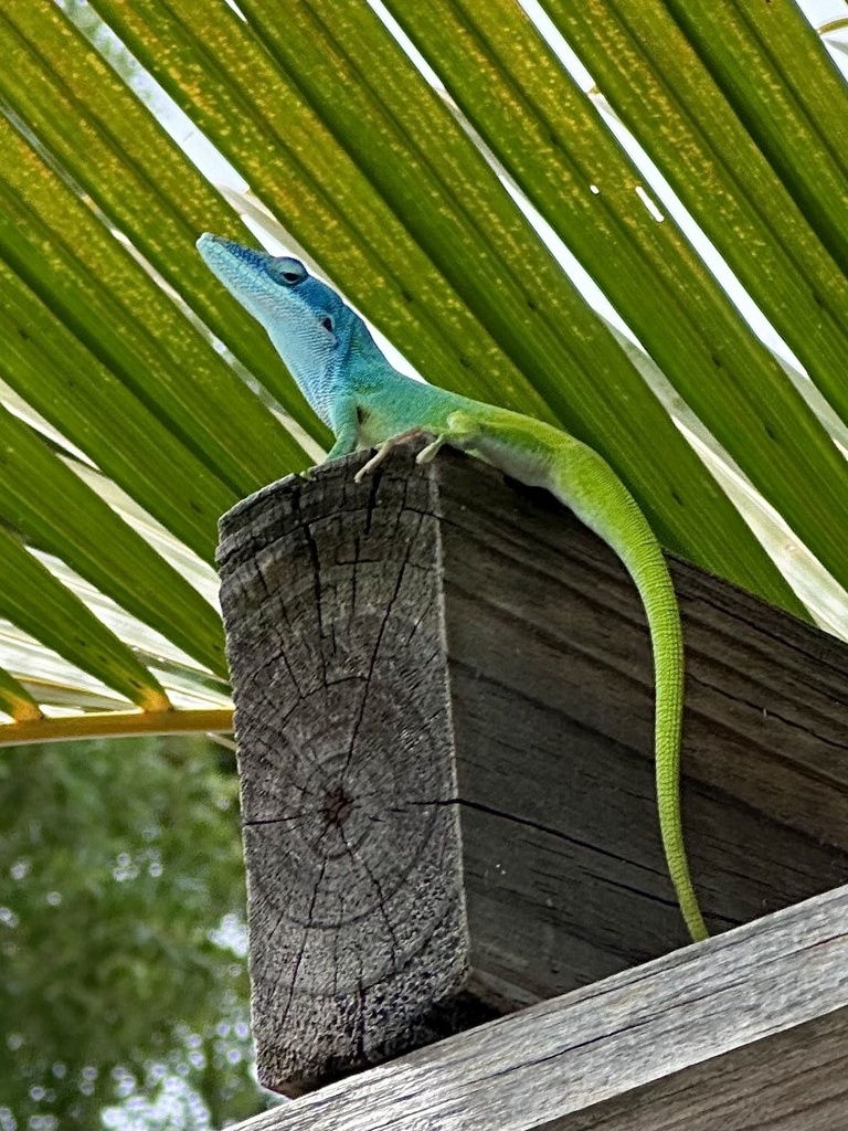 Allison's Anole in April 2024 by An person · iNaturalist