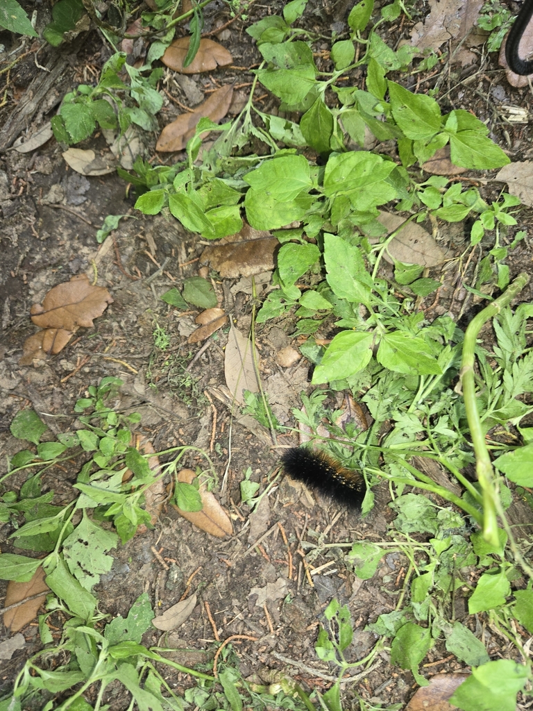 Underwing, Tiger, Tussock, and Allied Moths from Kermit/Jasper, Austin ...