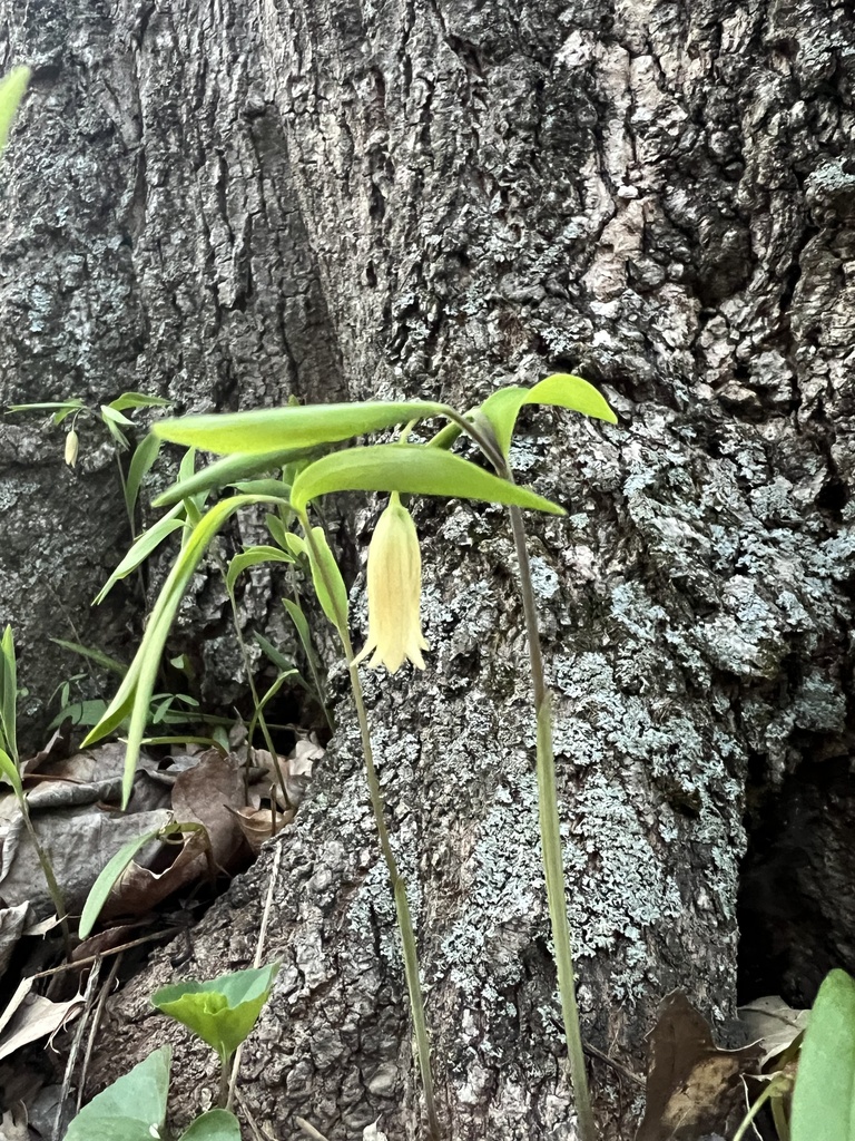 sessile bellwort from Seymour, IN, US on April 08, 2024 at 08:07 PM by ...