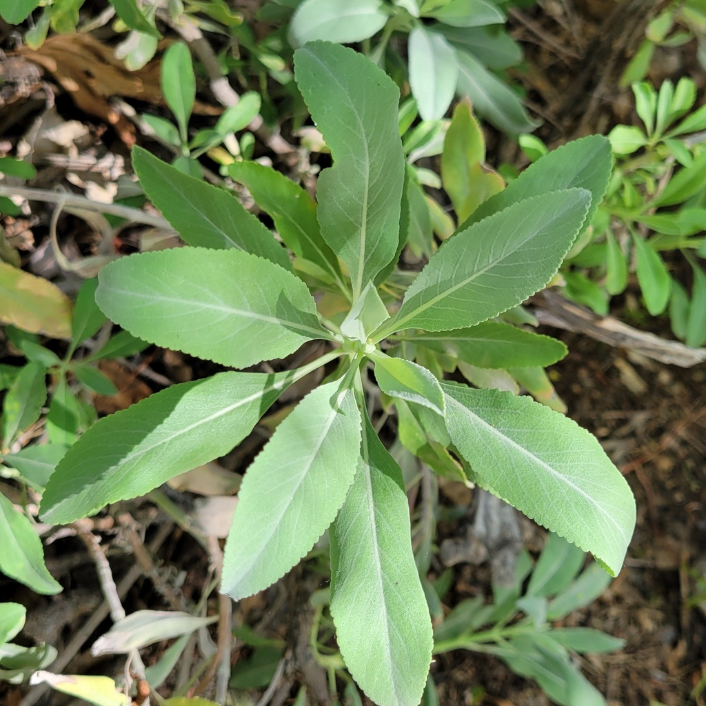 white sage from Riverside County, CA, USA on April 12, 2024 at 09:56 AM ...