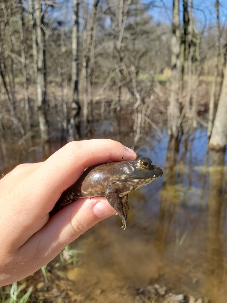 American Bullfrog from Kerrytown, Ann Arbor, MI 48104, USA on April 13 ...