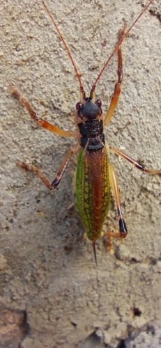 Cocconotus annulipes · iNaturalist