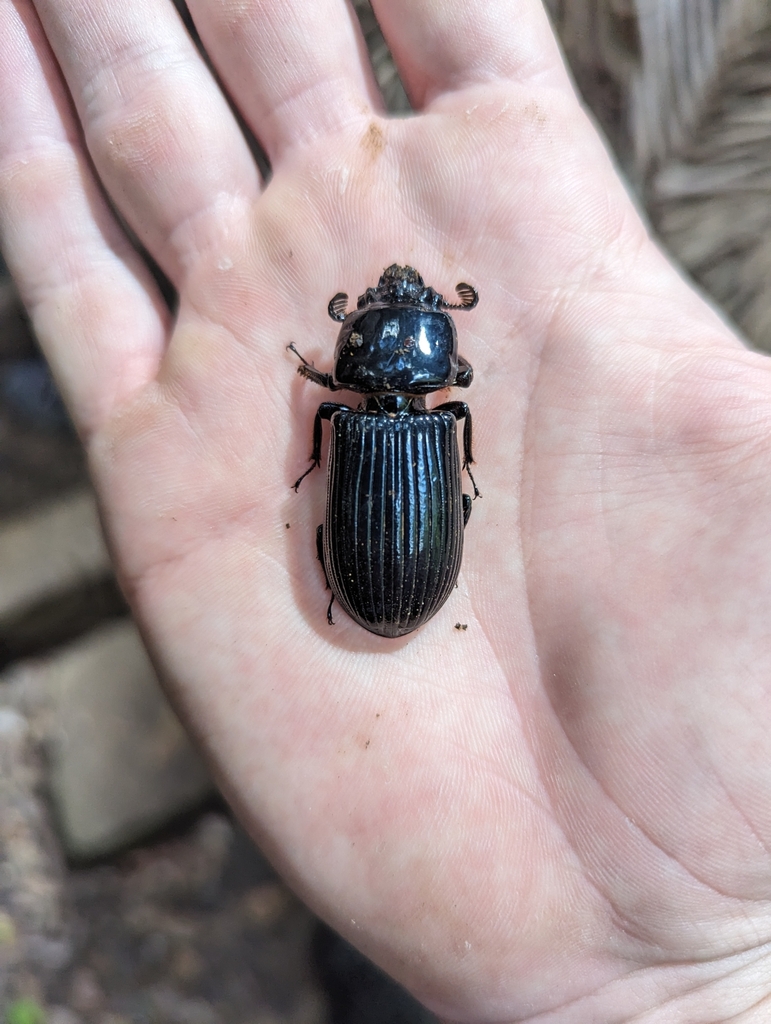 Bess Beetles from Tamborine Mountain QLD 4272, Australia on April 13 ...