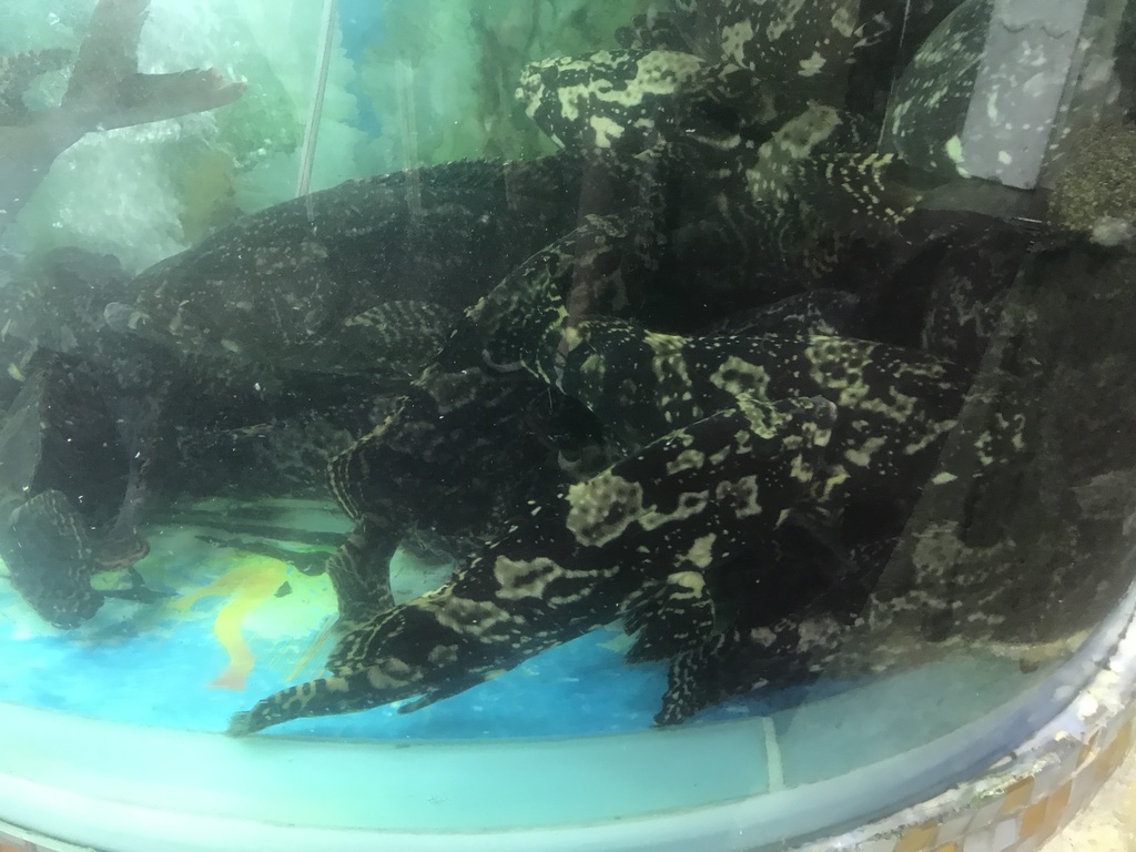 Epinephelus from Sai Kung, Hong Kong on April 28, 2019 at 04:34 PM by ...