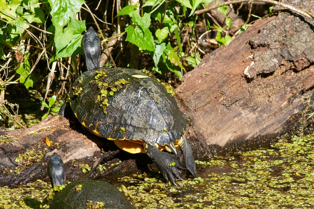 Pond Slider from Hillsborough River, Tampa, FL, US on April 13, 2024 at ...