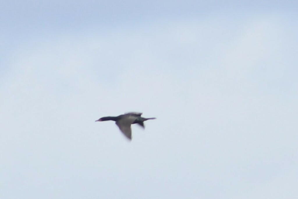 Double-crested Cormorant from Crawford County, PA, USA on April 13 ...