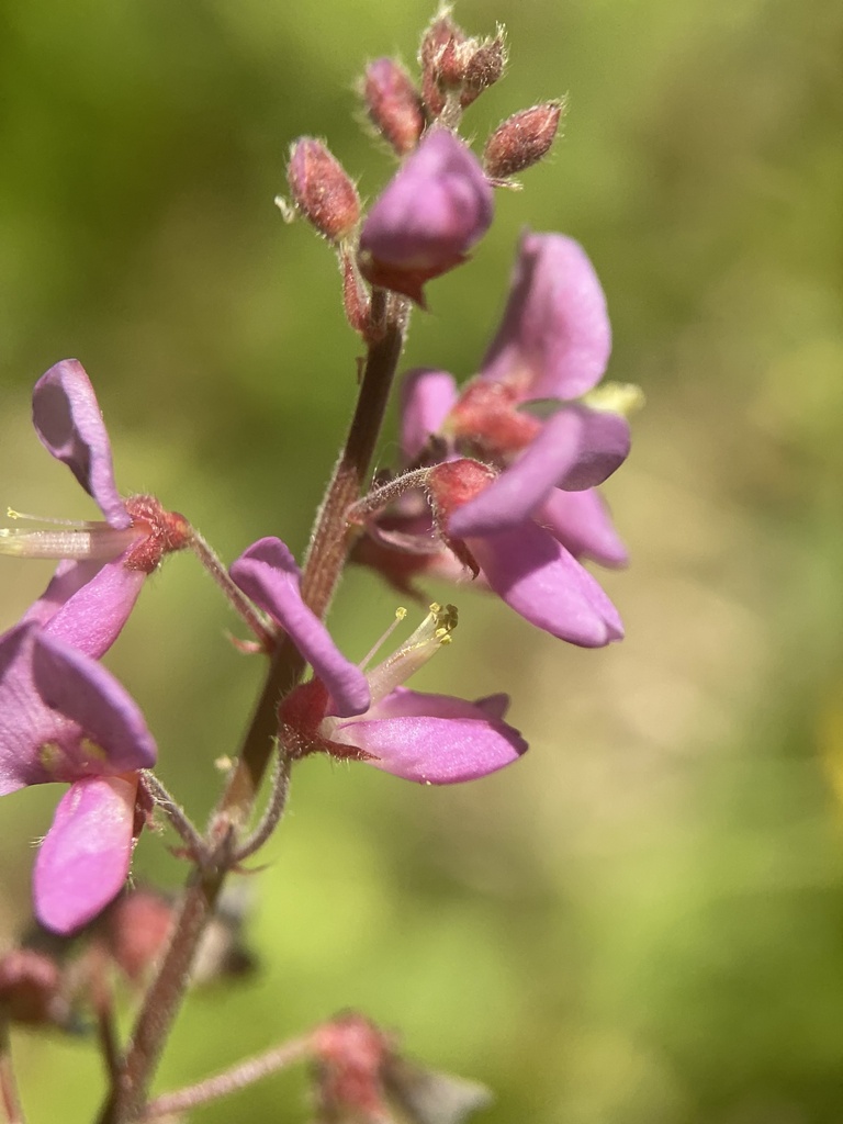creeping beggarweed from Bolton Rd, New Smyrna Beach, FL, US on April ...