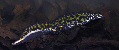 Subspecies Triturus marmoratus marmoratus · iNaturalist