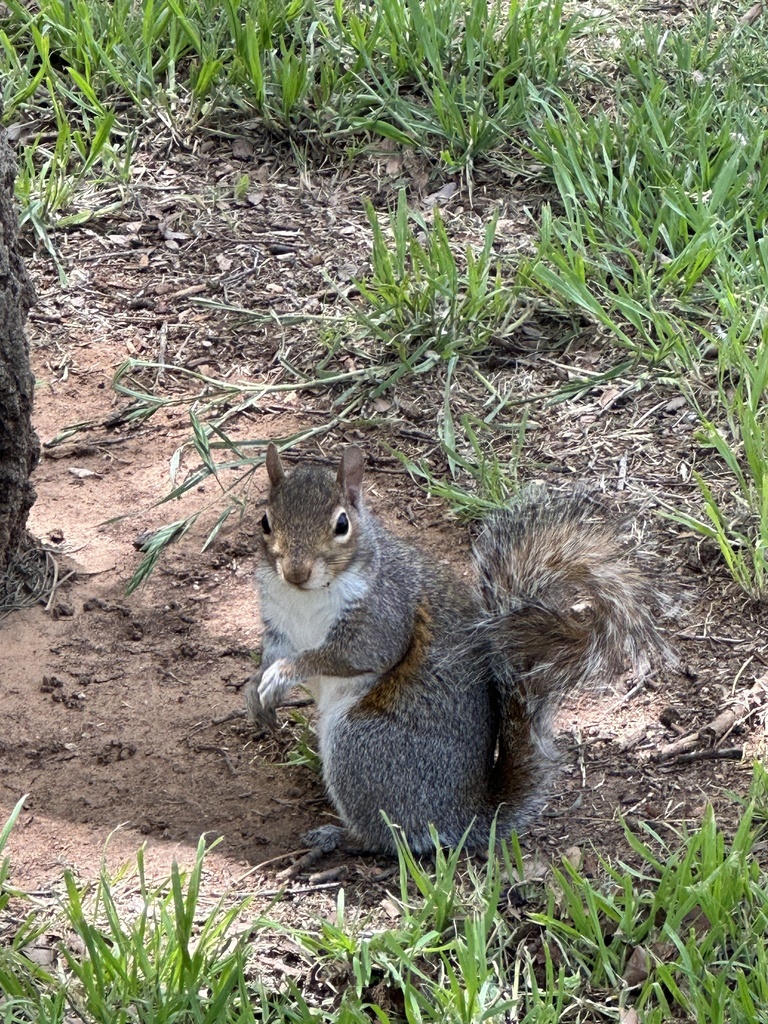 Eastern Gray Squirrel from Texas Tech University, Lubbock, TX, US on ...