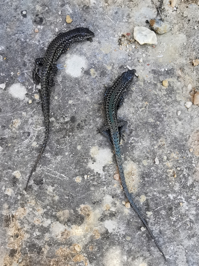 Green Iberian Wall Lizard from Carregueiros, Portugal on April 13, 2024 ...