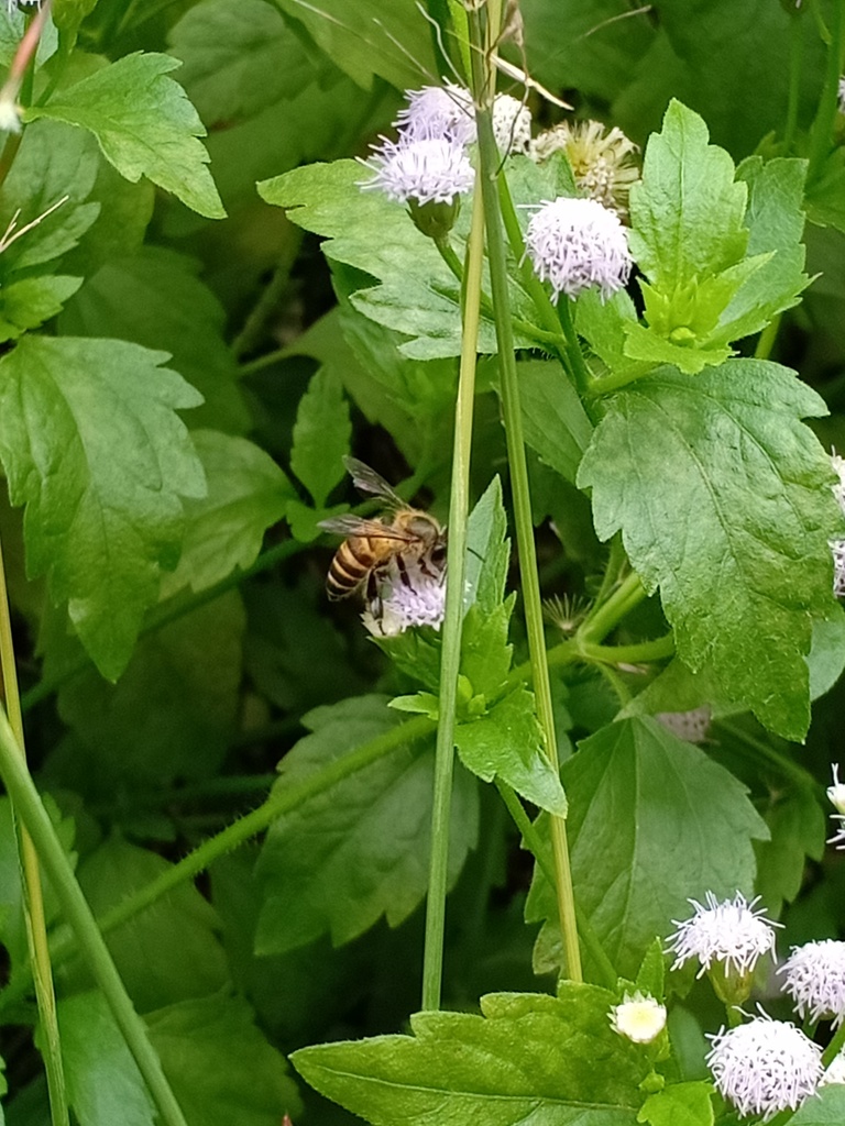 Asian Honey Bee from Seksyen 17, Petaling Jaya, Selangor, Malaysia on ...