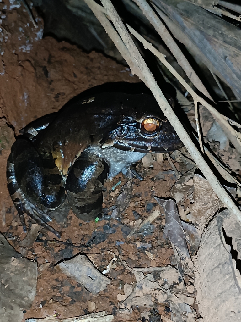 Savage's Thin-toed Frog from Sierpe, Provincia de Puntarenas, Osa ...