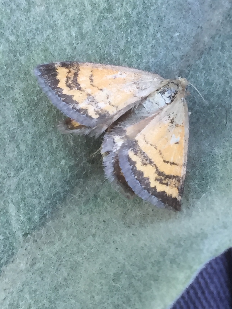 Asaphodes abrogata from South Island / Te Waipounamu, Little River ...