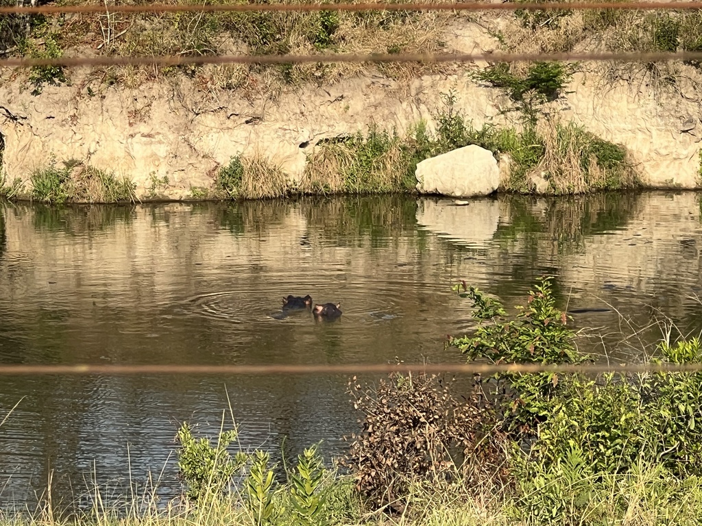 Common Hippopotamus from Kruger National Park, MP, ZA on October 1 ...
