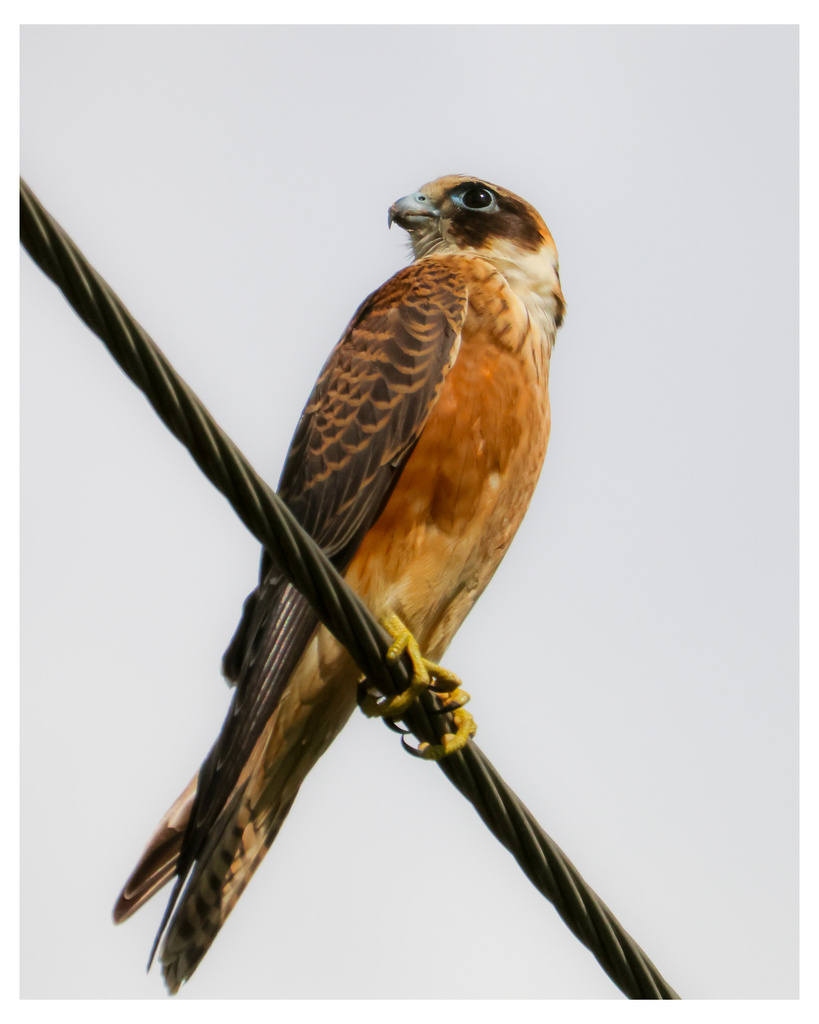 Australian Hobby from Stapylton Jacobs Well Rd, Alberton, QLD, AU on ...