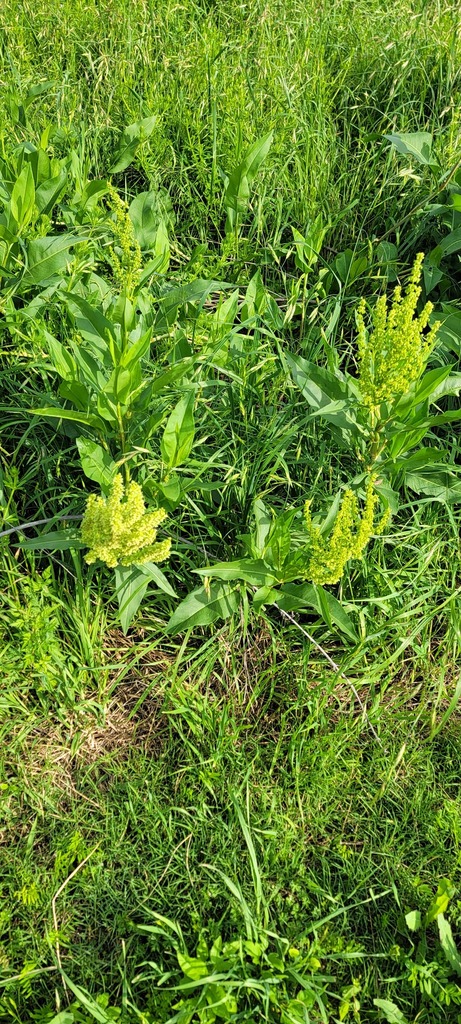 tall dock from John Bunker Sands Wetland Center, 655 Martin Ln, Combine ...