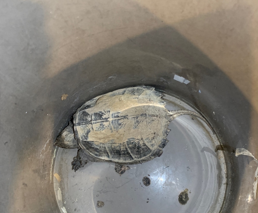 Common Snapping Turtle from Smithland, TX 75657, USA on April 13, 2024 ...