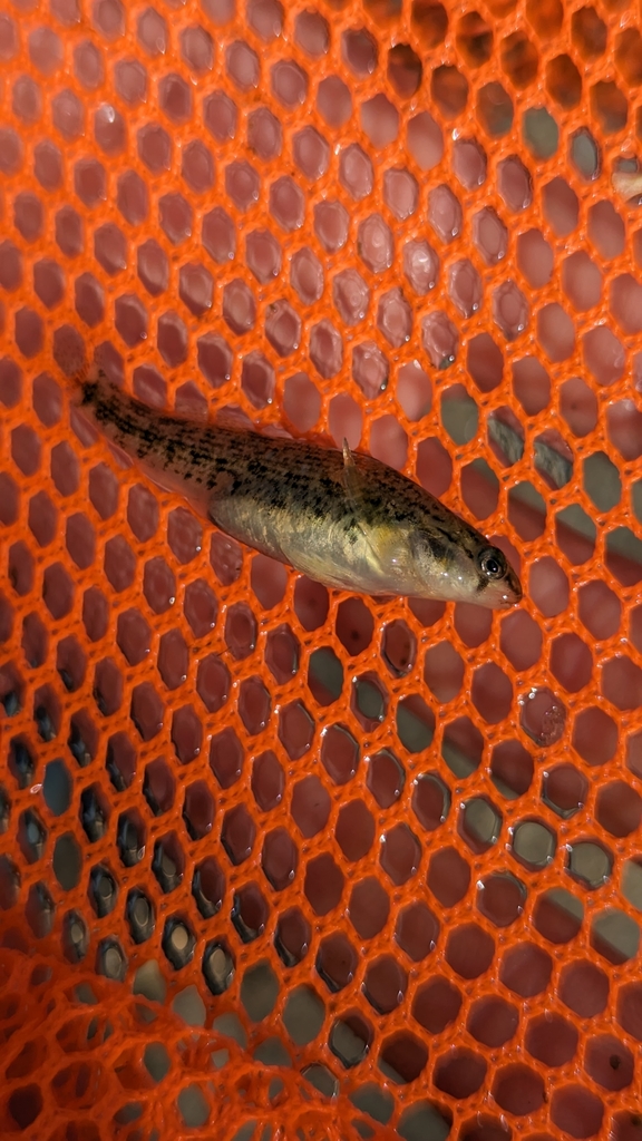 Orangethroat Darter from Sugar Creek, MO, USA on April 13, 2024 at 03: ...