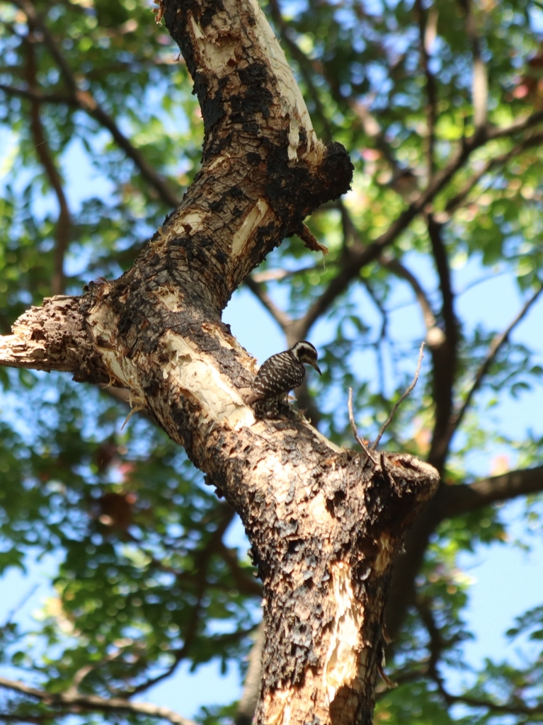 Philippine Pygmy Woodpecker from Bagong Pag-asa, Quezon City, Metro ...