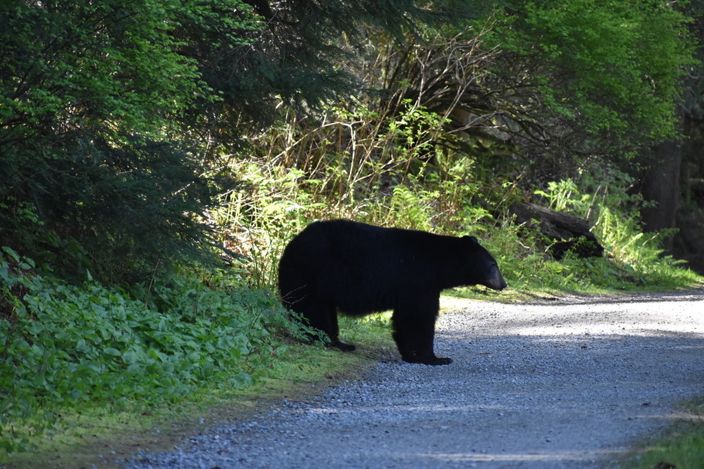American Black Bear from Coquitlam, BC, Canada on April 13, 2024 at 04: ...