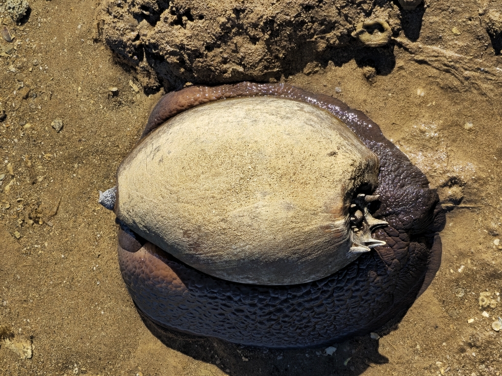 Melon Shell from Port Hedland WA 6721, Australia on April 14, 2024 at ...