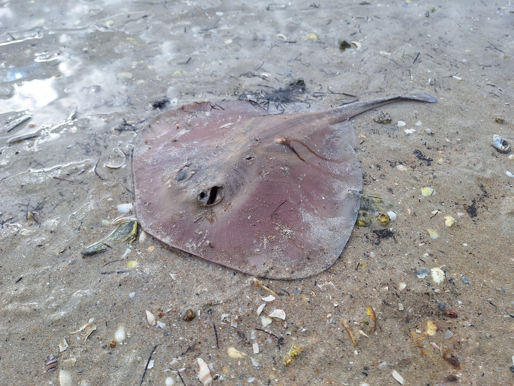 Eastern Shovelnose Stingaree from Tootgarook Boat Ramp/Point Nepean Rd ...