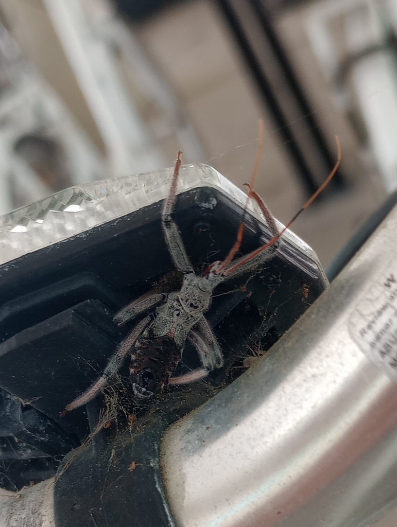 North American Wheel Bug from St. Petersburg, FL 33711, USA on April 12 ...