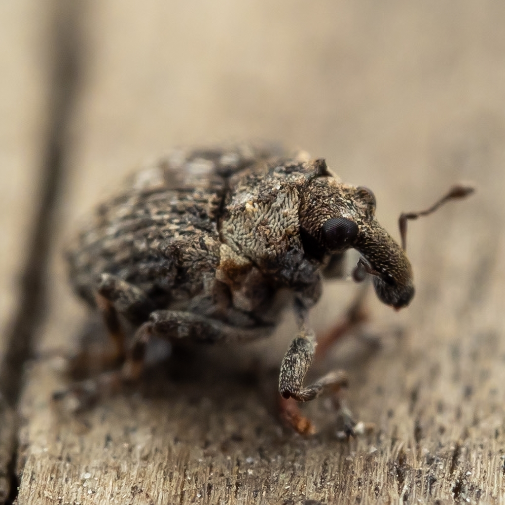 True Weevils from Ingleside, IL 60041, USA on April 13, 2024 at 12:53 ...