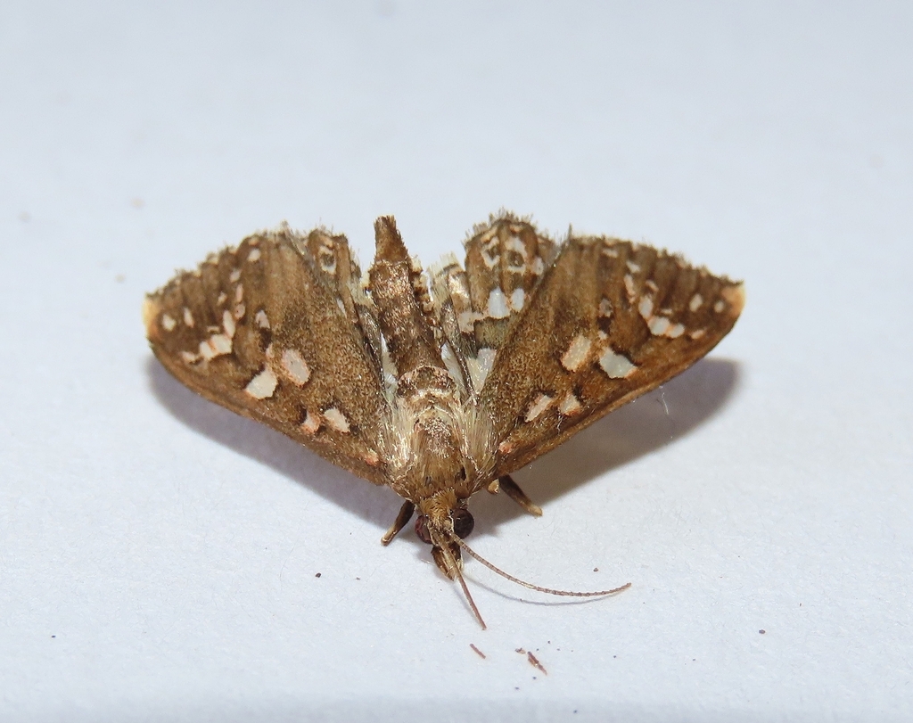 Ischnurges illustralis from Wallaga Lake NSW 2546, Australia on April ...