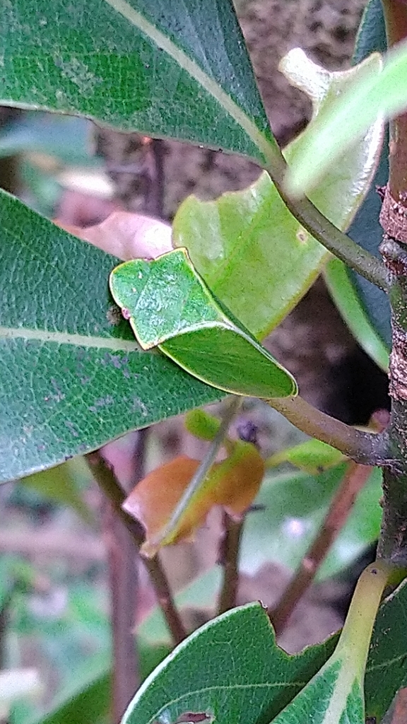 Tituria planata from 221台灣新北市汐止區夢湖路 on April 28, 2019 at 02:01 PM by ...