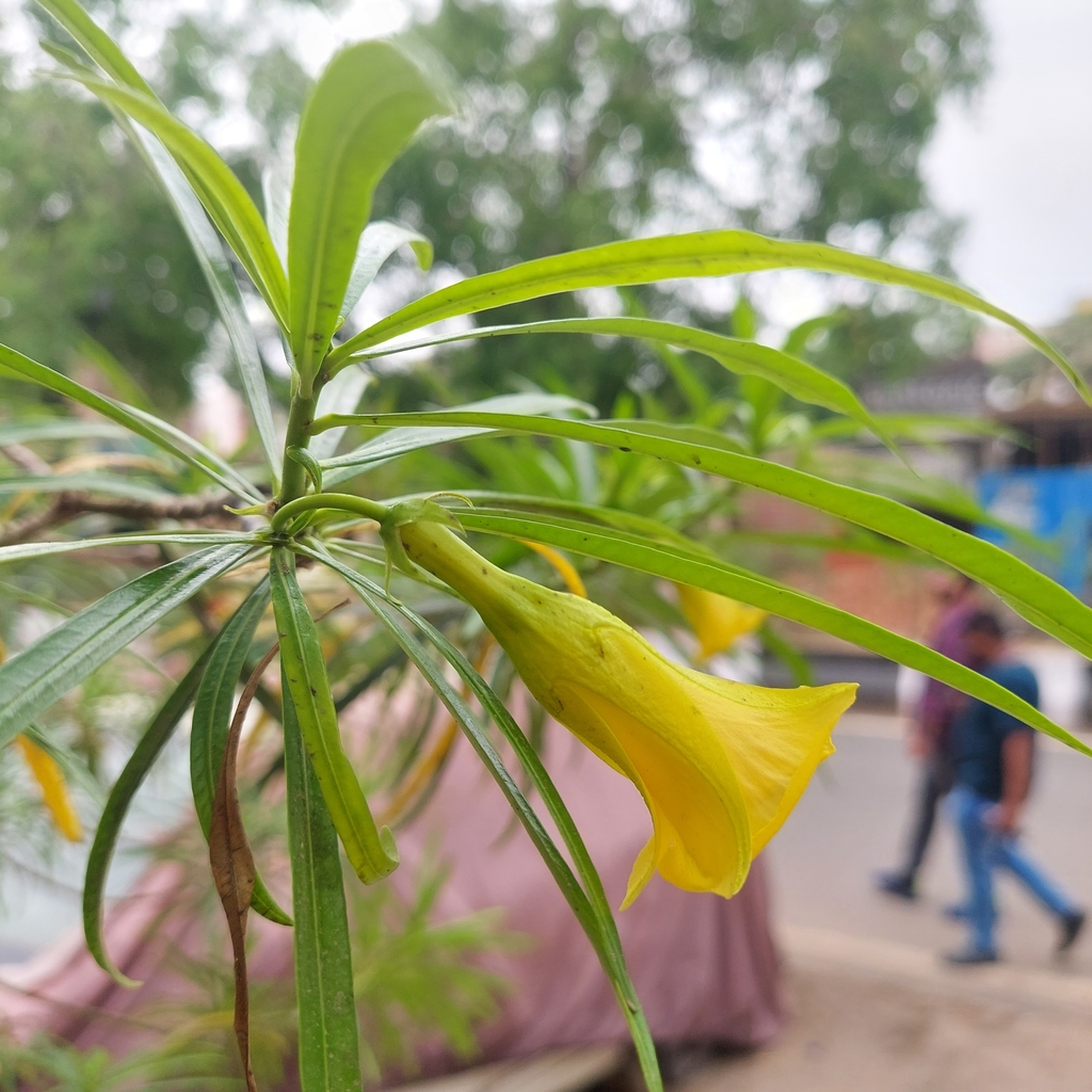 Be-still tree from 88, Meharchand Market, Lodi Colony, New Delhi, Delhi ...