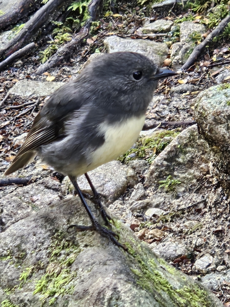 South Island Robin from Southland 9679, New Zealand on April 14, 2024 ...