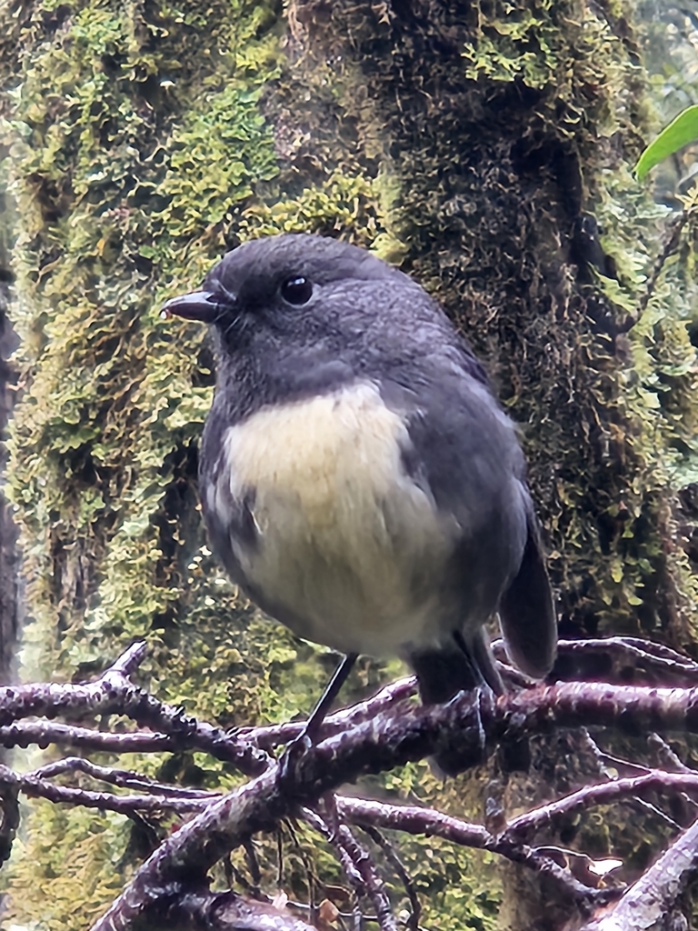 South Island Robin from Southland 9679, New Zealand on April 13, 2024 ...
