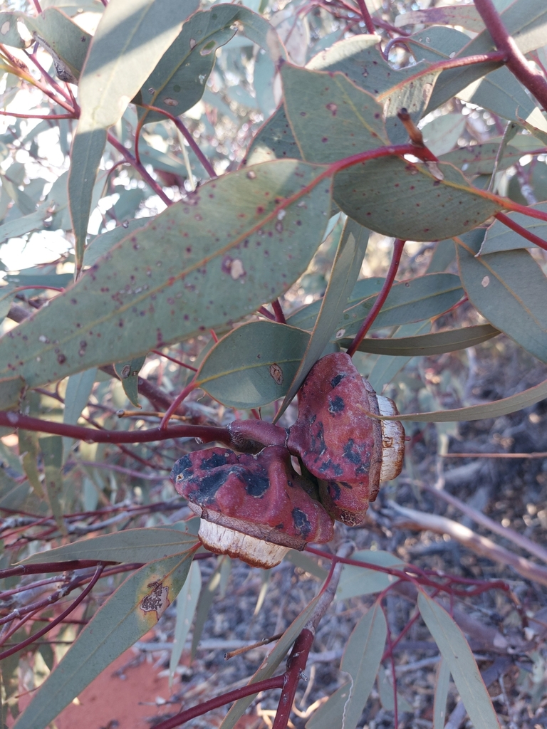 Ooldea Mallee in April 2024 by Ned Piscioneri · iNaturalist