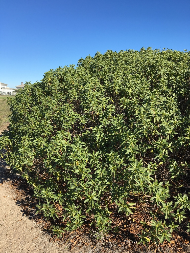 Australian Ngaio from 11 Bay Hill Terrace, Milnerton, WC, ZA on April ...