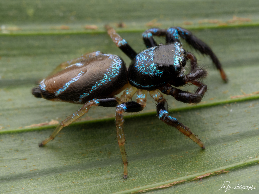 Metallic blue jumper from Taman Kuang, 14200 Sungai Jawi, Pulau Pinang ...
