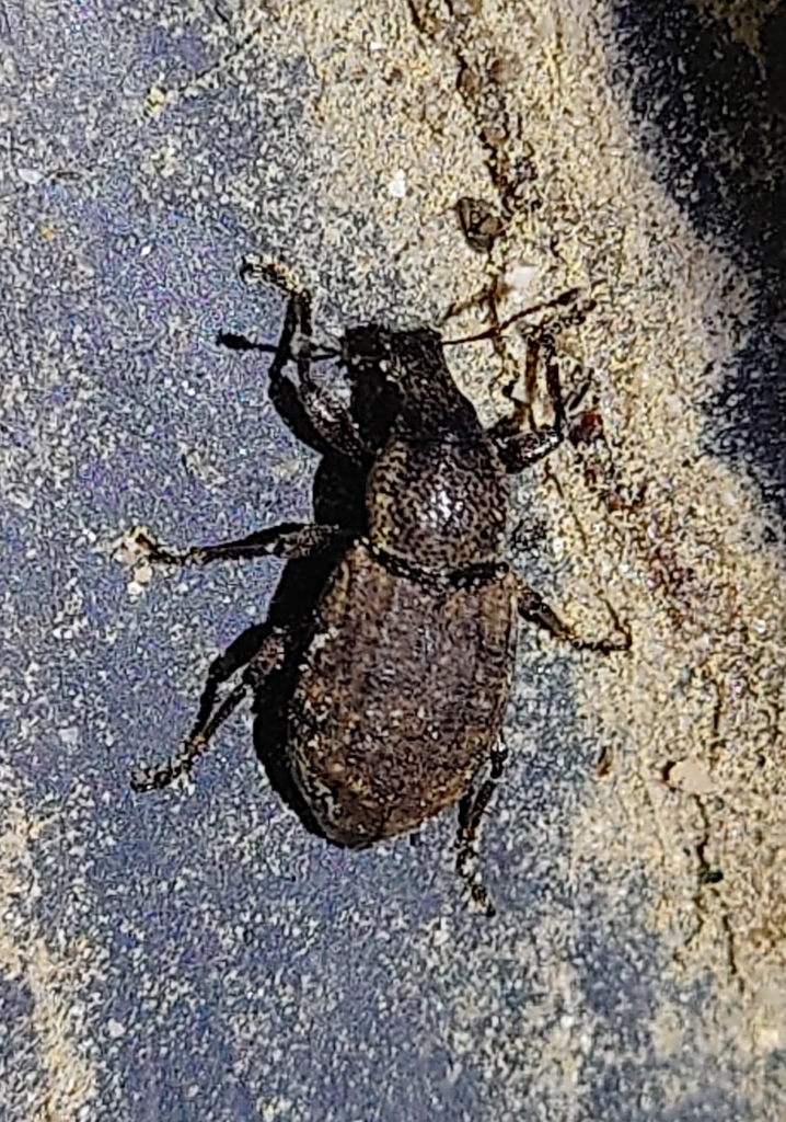 Ground Weevil from Grabenstätt, 83355 Grabenstätt, Deutschland on April ...