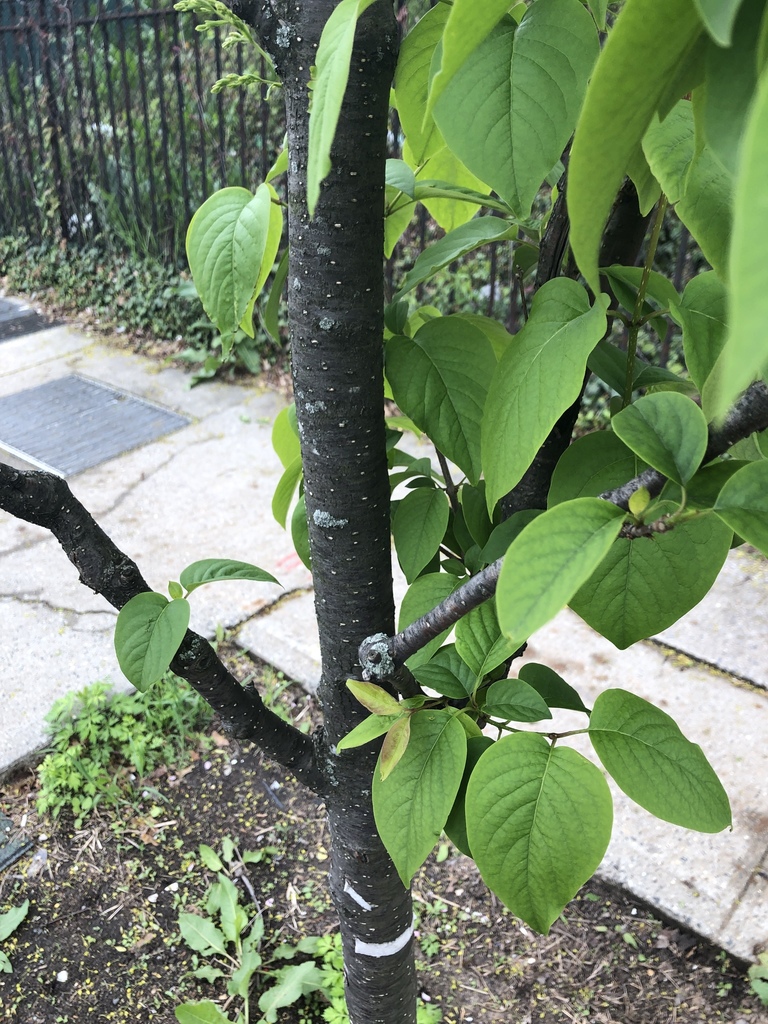 dicots from Bayley Seton Hospital, New York, NY, US on April 28, 2019 ...