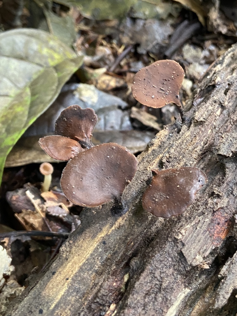 Neodictyopus from Camelia, Alta Floresta, MT, BR on April 13, 2024 at ...